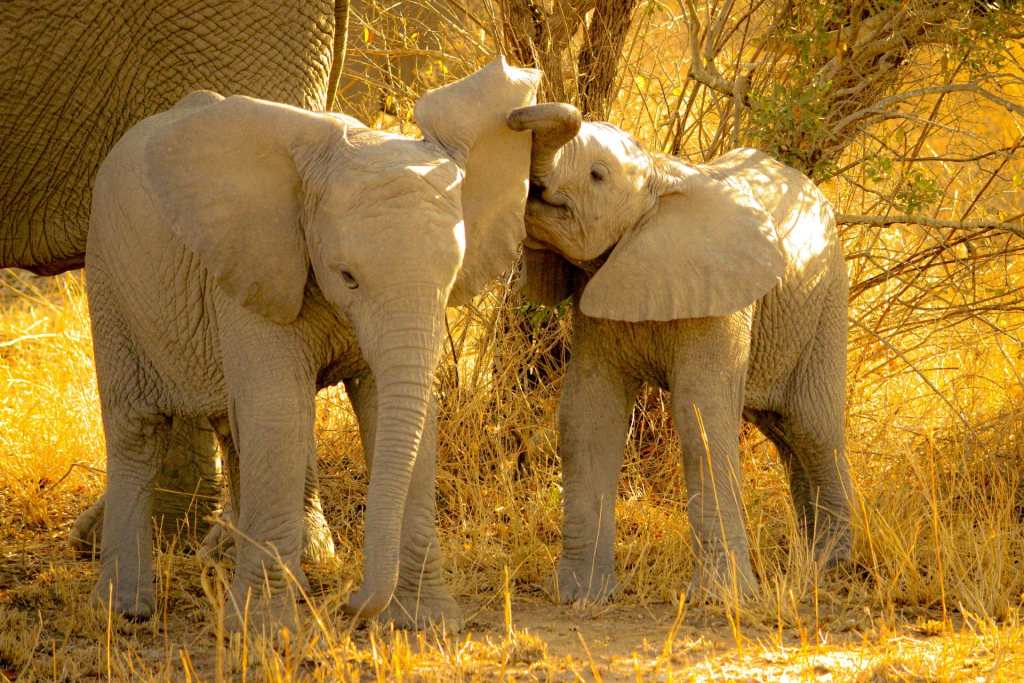 Sabi Play - Allison² Fine Art Photography